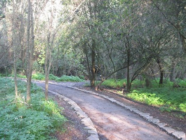 Land of Israel: List of Forests in Israel