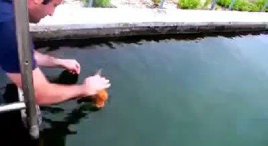 Friendship Between Man and Fish ( Amazing Video ) - Best Right Way