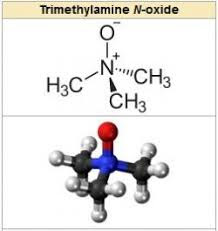 EXAMS AND ME : Trimethylamine