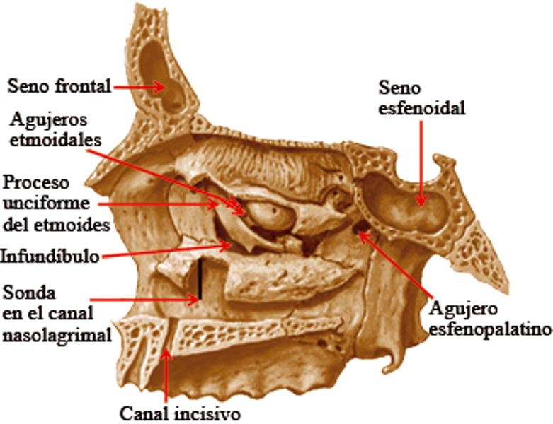 .: Fosa Nasal [Anatomia]