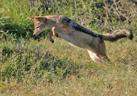 Funny Animals: Funny Jackal