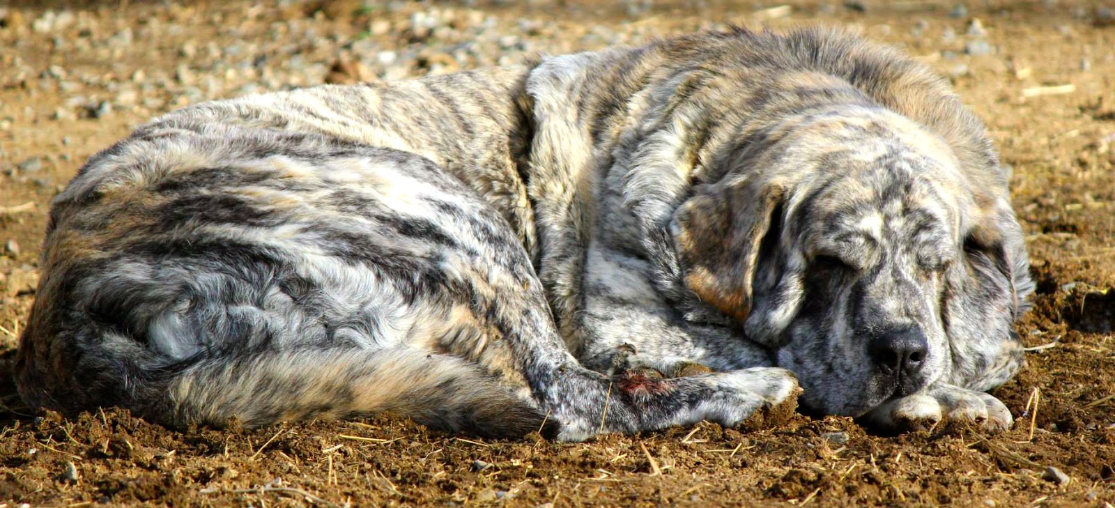 LIVESTOCK GUARDIAN DOG BLOG: Livestock Guardian Dogs and "The Brindle ...