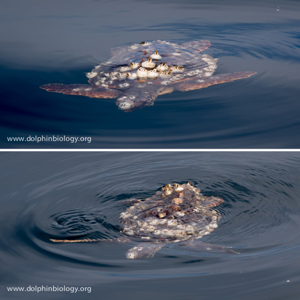 Dolphin Biology and Conservation: Loggerhead sea turtle and barnacles