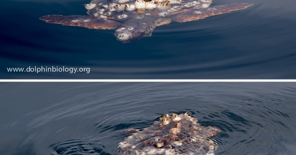 Dolphin Biology and Conservation: Loggerhead sea turtle and barnacles