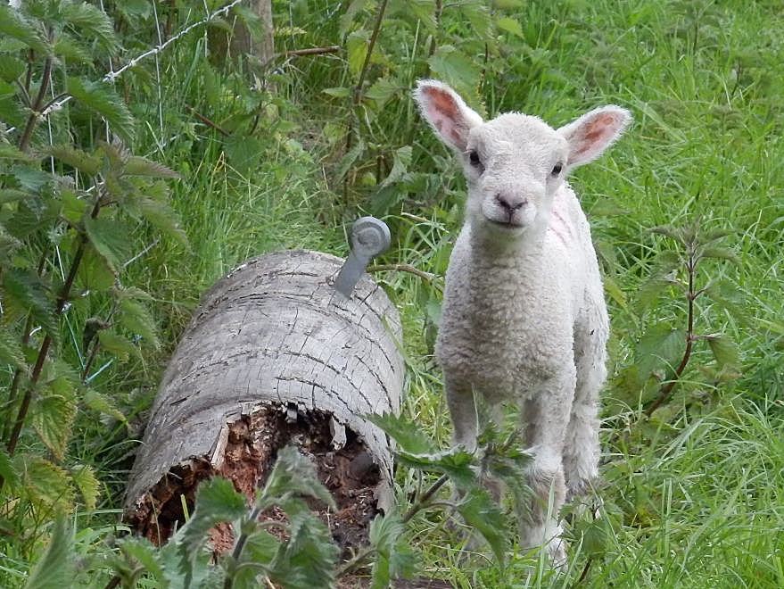 Mike's Cornwall: Farm Animals Seen In Cornwall