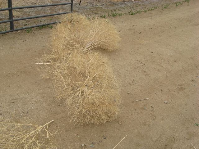 Desert Canyon Living: Tumbleweeds Cause Havoc