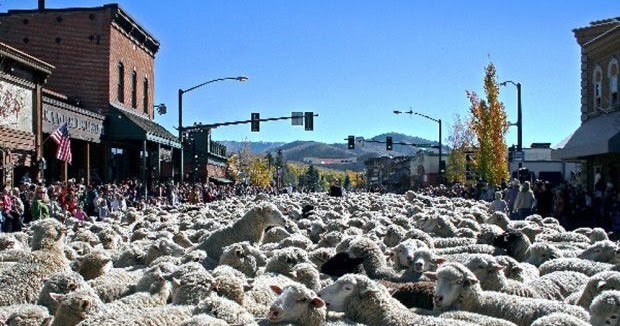 THE WESTERNER: Trailing of the Sheep: 1,500 sheep parade highlights ...