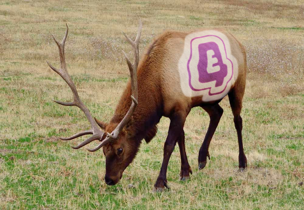 Tom Hallgarten: SP: E4 Ident Concept, Animals -- OUAN406