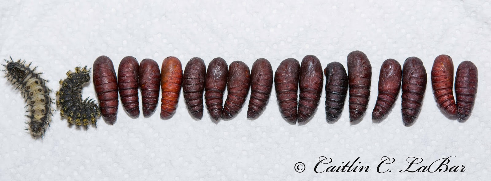 Northwest Butterflies: Species Profile: Hera Buckmoth - Hemileuca hera