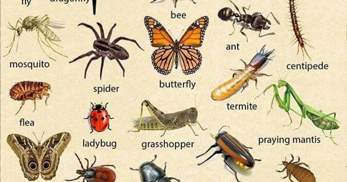 INSECTS