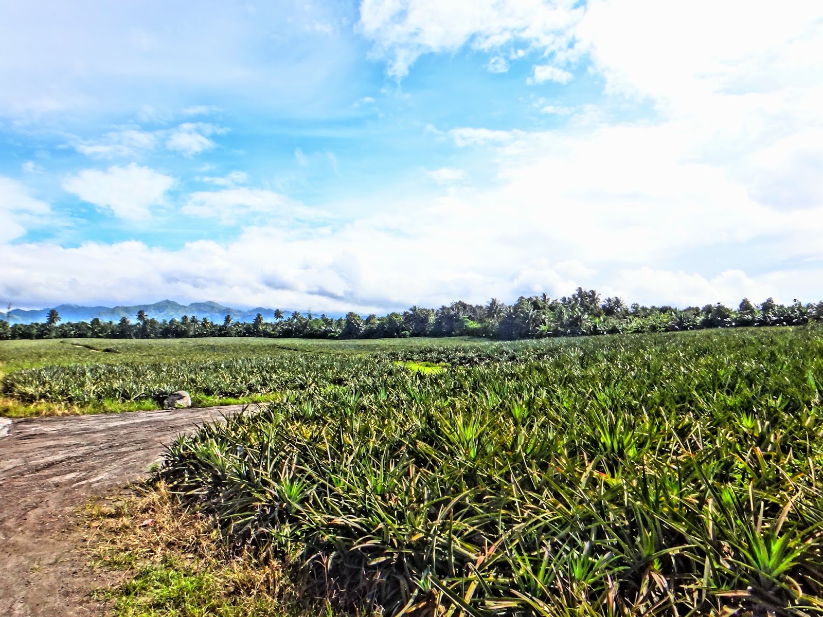 cupkaye: Tupi, South Cotabato
