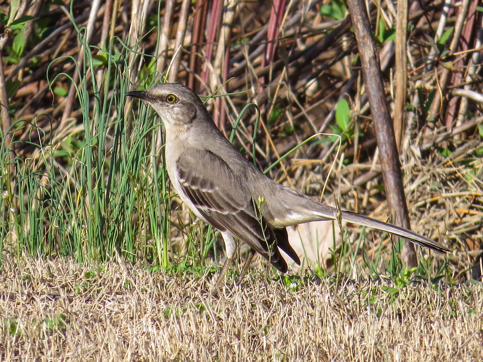 THE BIRD HOUSE: NORTHERN MOCKINGBIRD: 03/13/2016