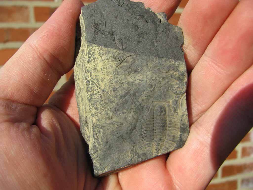 Views of the Mahantango: Olenus & Ctenocephalus Trilobites from Sweden