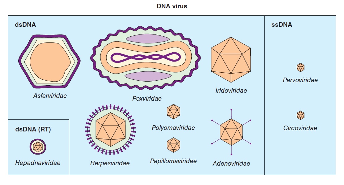 9° Virus que contienen ADN