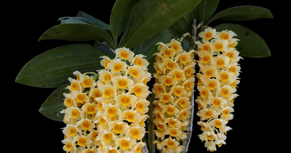 Dendrobium densiflorum