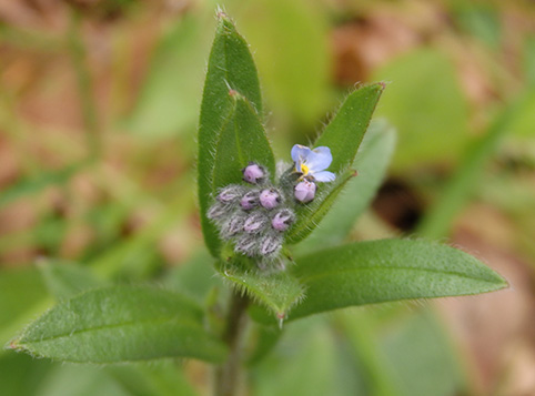 MYOSOTIS, MIOSOTIS O NOMEOLVIDES. Flores silvestres diminutas pero muy ...