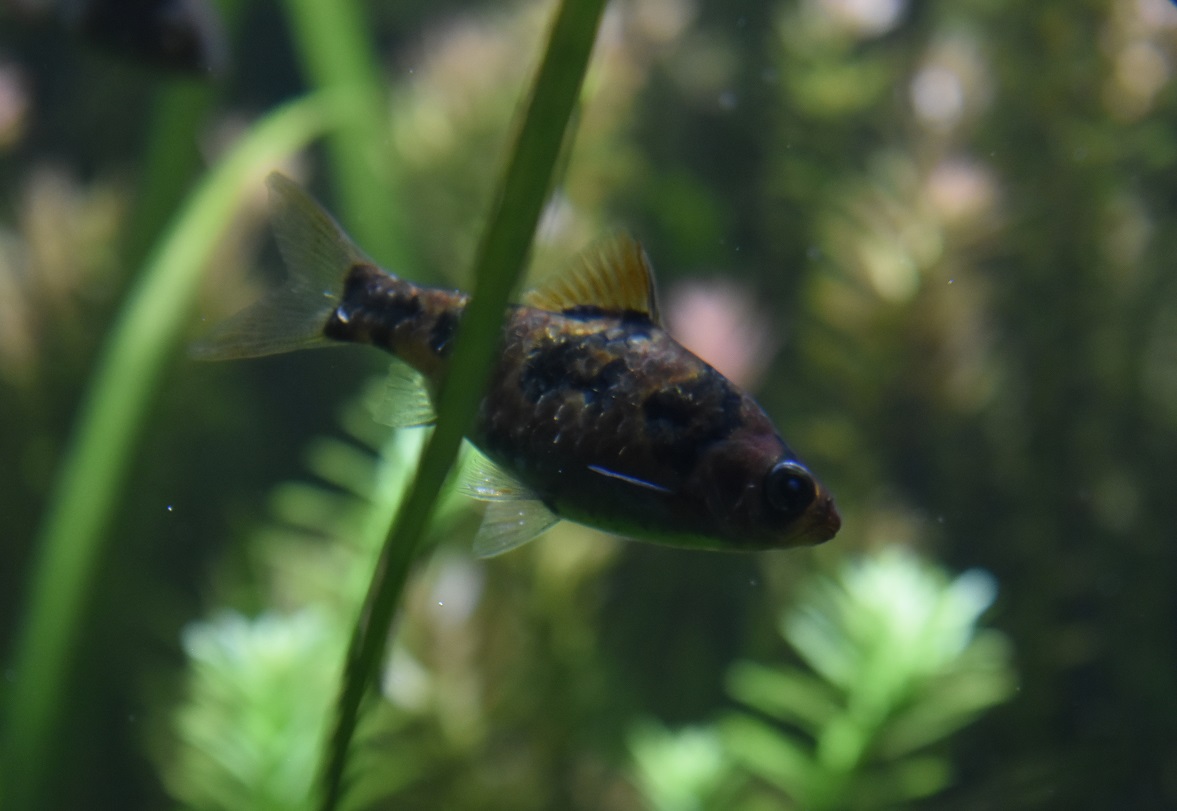 ZOOTOGRAFIANDO (6.100 ANIMALS): BARBO PIEL DE SERPIENTE / SNAKESKIN ...