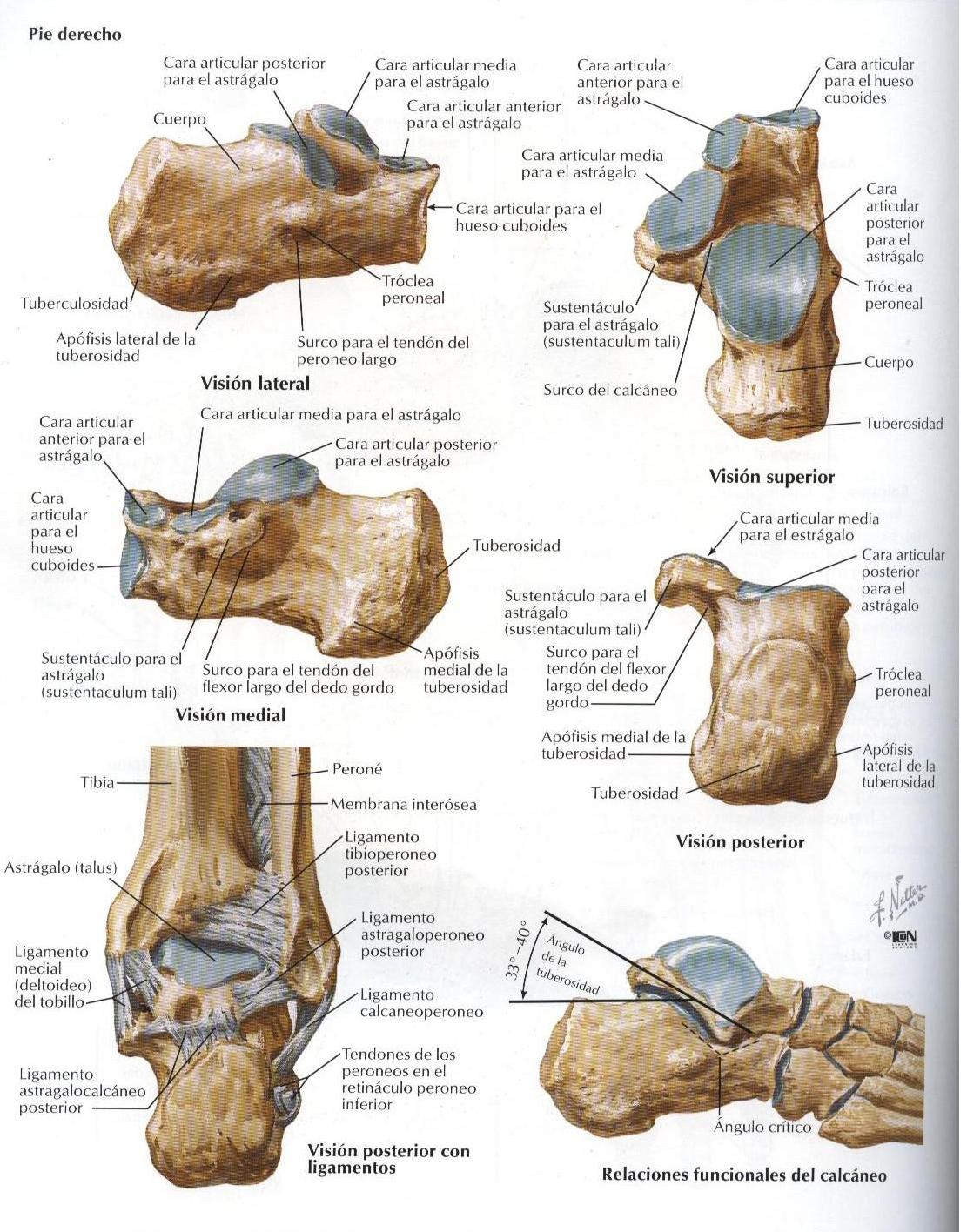 ASOTERCI - CASC: Miembro Inferior | Anatomía del esqueleto, Atlas de ...