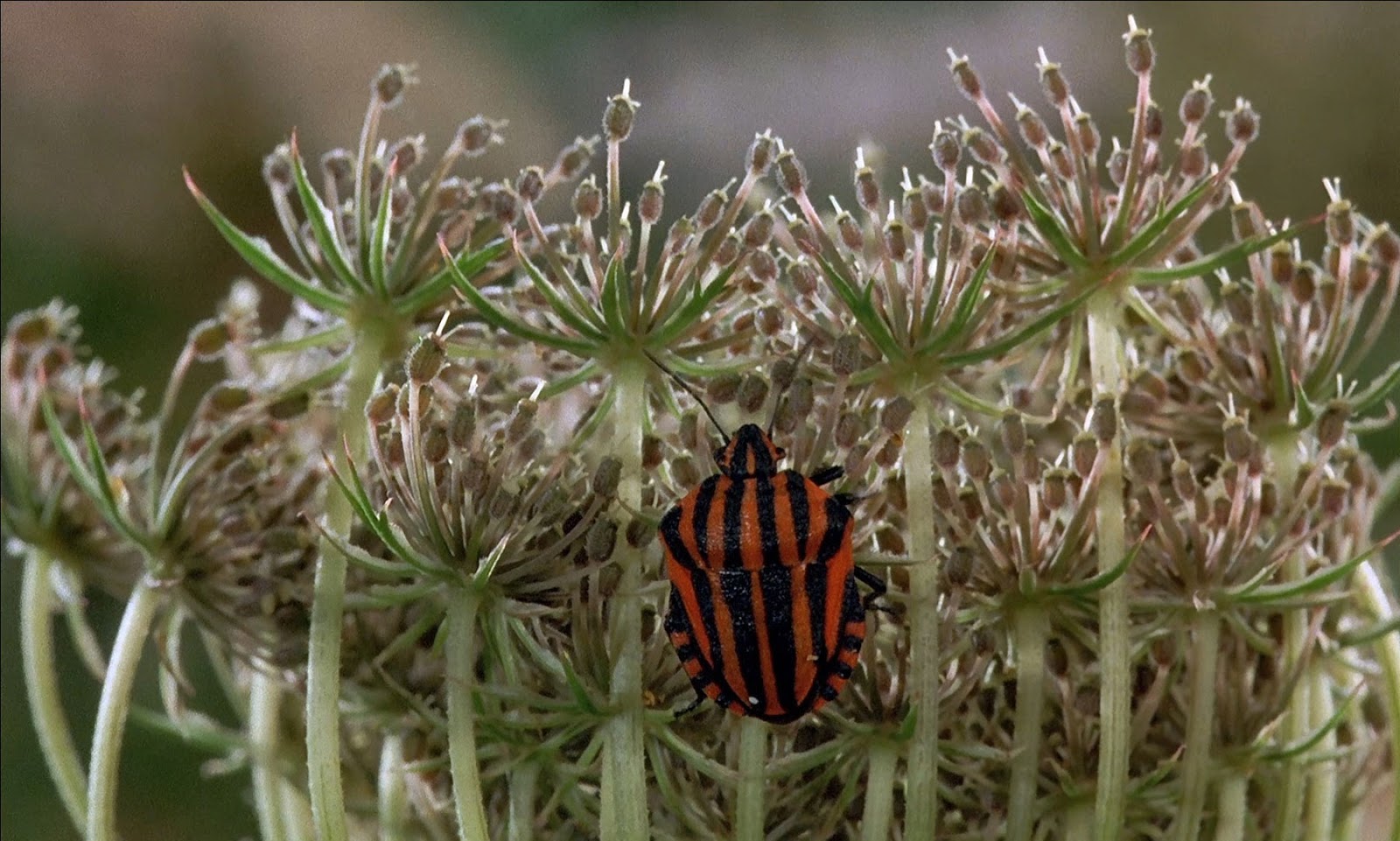 The Beautiful Film Frames: Microcosmos (1996) Blu-Ray Screenshots