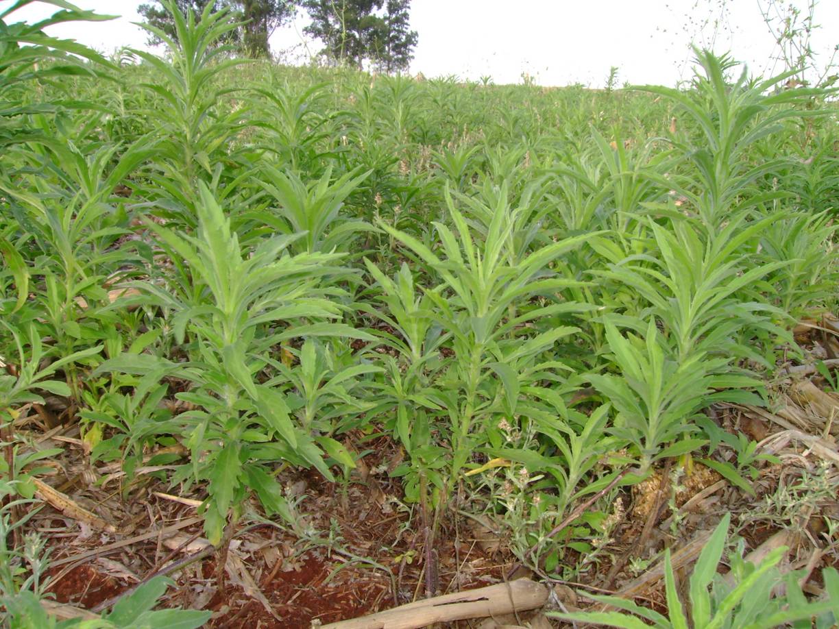 Saúde no Solo: Buva, Voadeira, por Ir. Cirilo José