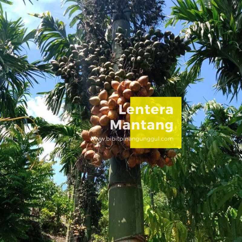 MELIMPAHNYA KEUNTUNGAN BERKEBUN PINANG - Lentera Mantang - Bibit Pinang ...