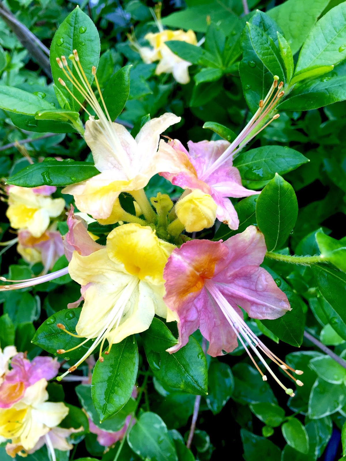 Tropical Gardening in New York City!: Azalea "Garden Rainbow": An ...