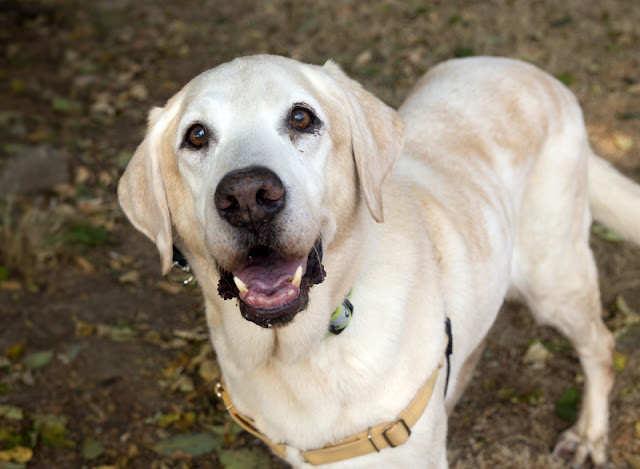 Shelter Dogs of Portland: "WRIGLEY' distinguished Yellow Lab