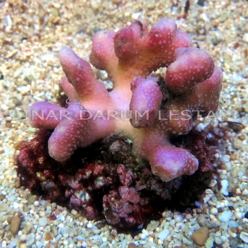 PT. DINAR DARUM LESTARI: Stylophora spp