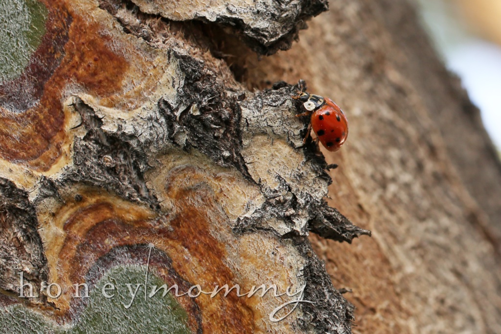 Honey Mommy: The Ladybug Tree ( Lessons on the Lifecycle of a Ladybug)