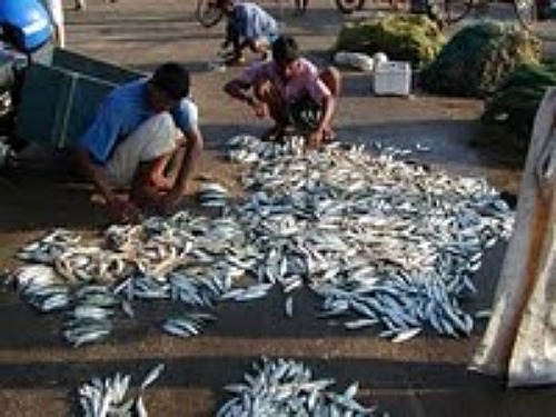 Vankalai - JungleKey.in Image