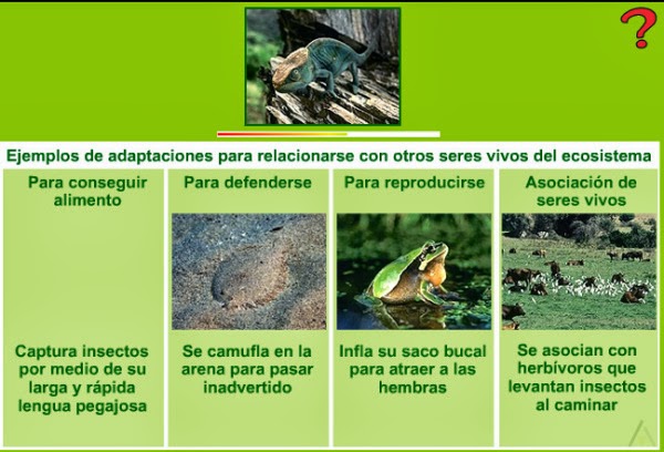 TheGreenland4c: Ciencias Naturales/ Unidad 4: Seres vivos y el medio ...