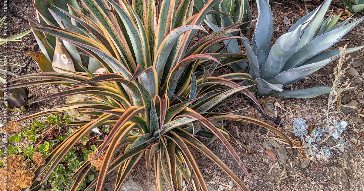 Mangaves in mid-summer (late July 2021)