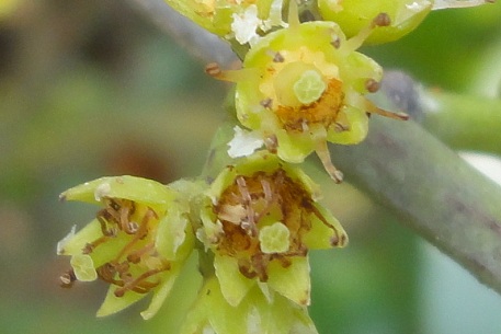 PlantWerkz: Caralia Brachiata "Honiara"