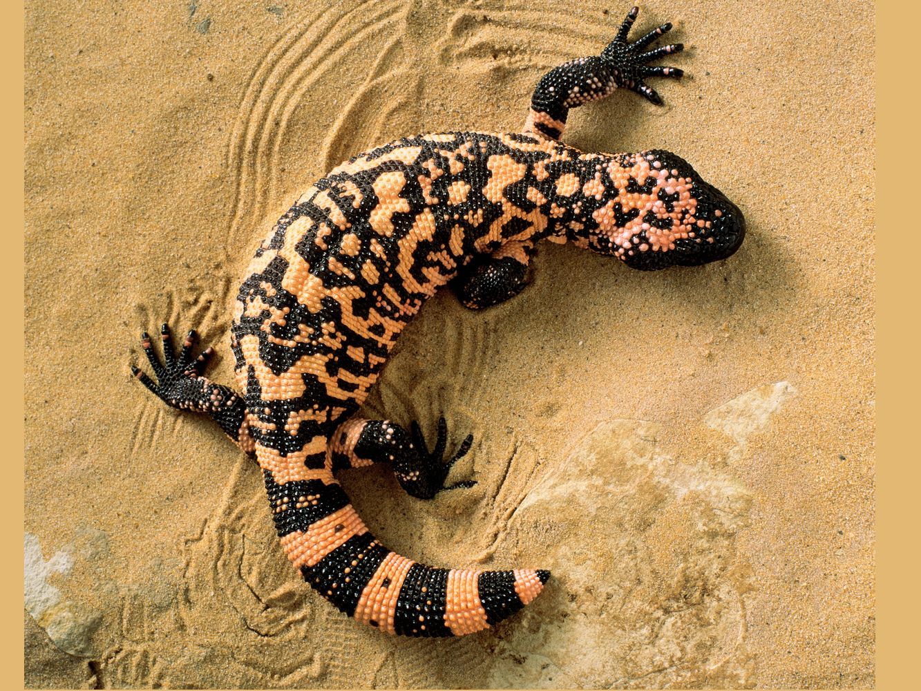 Gila Monster Facts Size Diet Are Gila Monsters Aggressive gila-monster-facts-size-diet-are-gila-monsters-aggressive