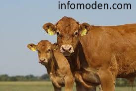 6 Jenis Baka Lembu Di Malaysia