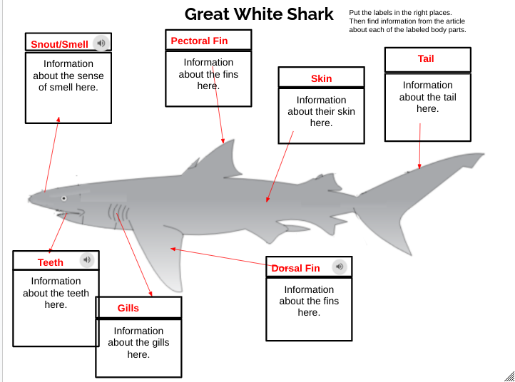 Matelita @ Pt England School: Reading great white shark
