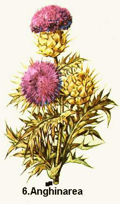 Anghinare (Cynara scolymus) ~ Plante Medicinale
