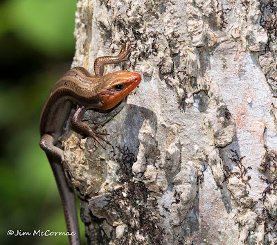 Ohio Birds and Biodiversity: Five-lined skink