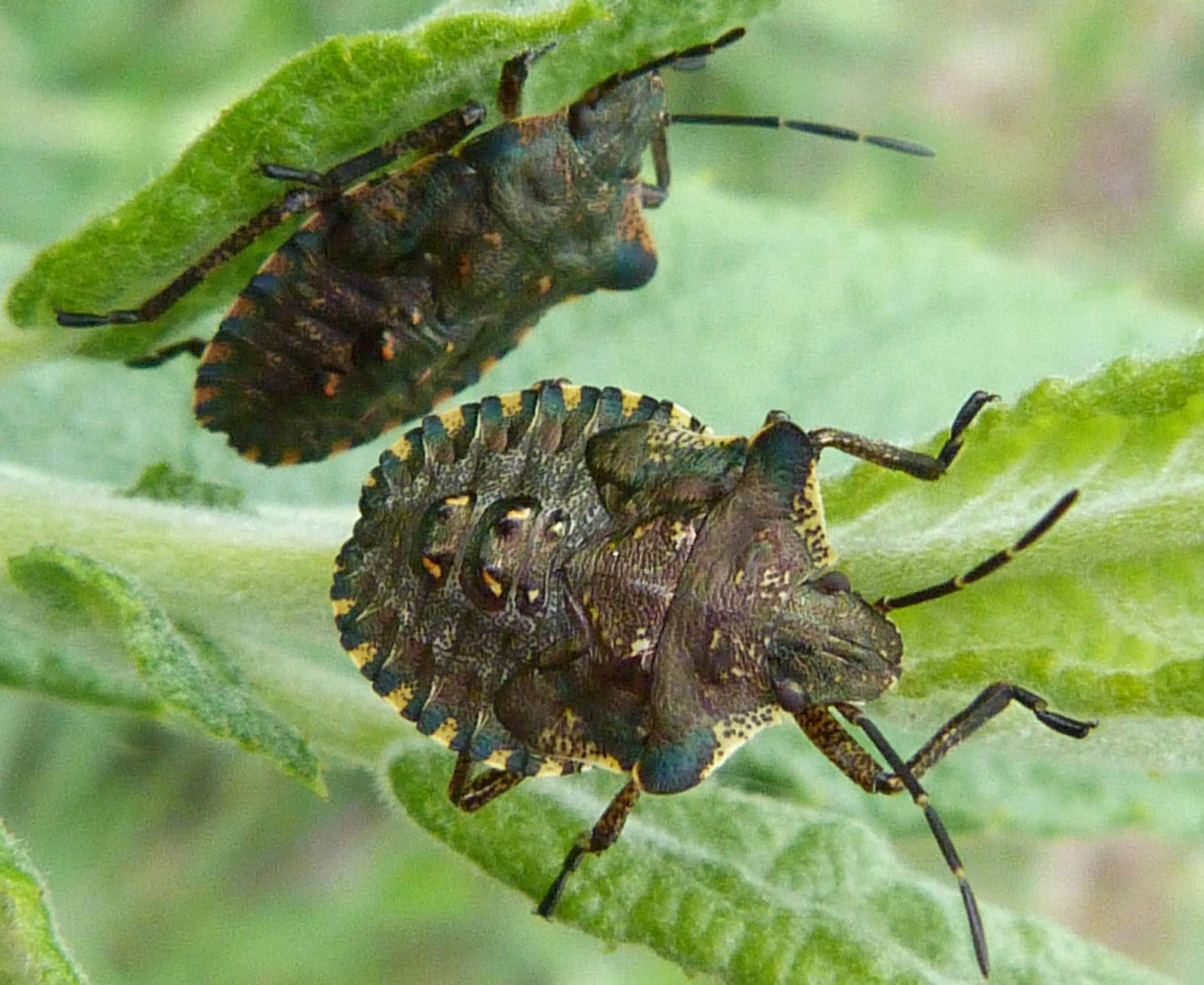 Insects of Scotland: 2012