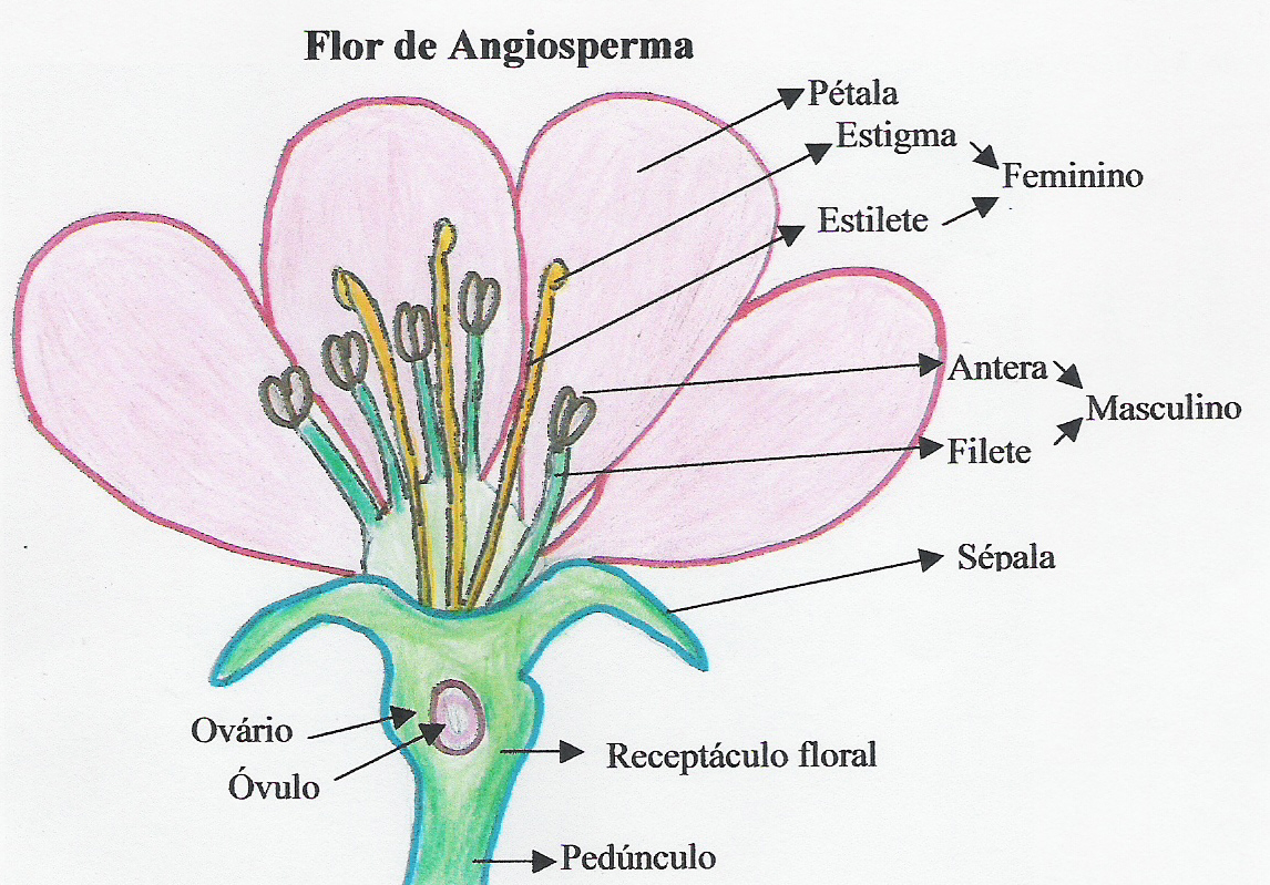 Ciências Cefet e Coltec: Reino Plantae - Angiospermas