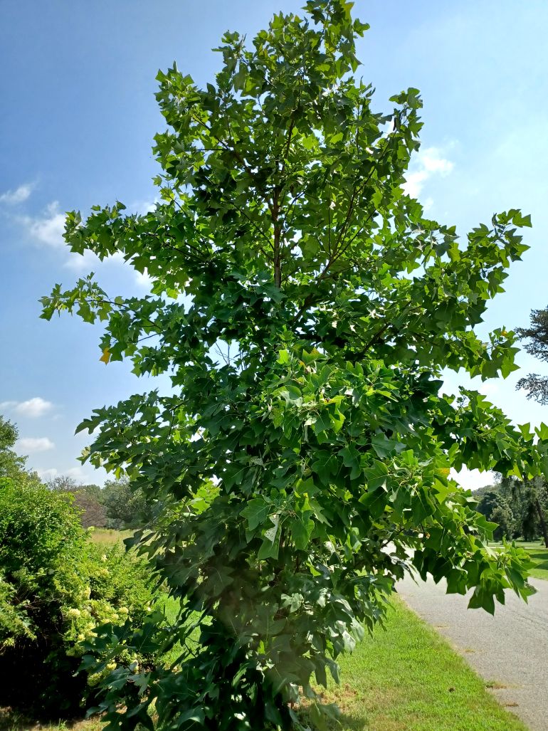 Future Plants by Randy Stewart: Liriodendron - Tulip Tree