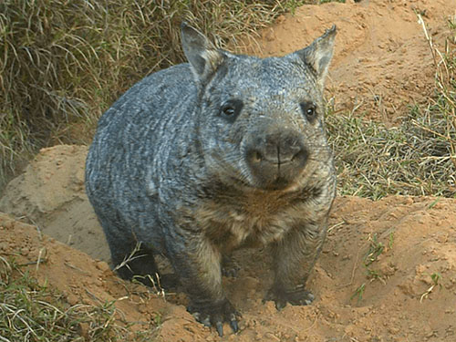 Wombat, Hewan Berkantung yang Gemar Menggali | RE Tawon