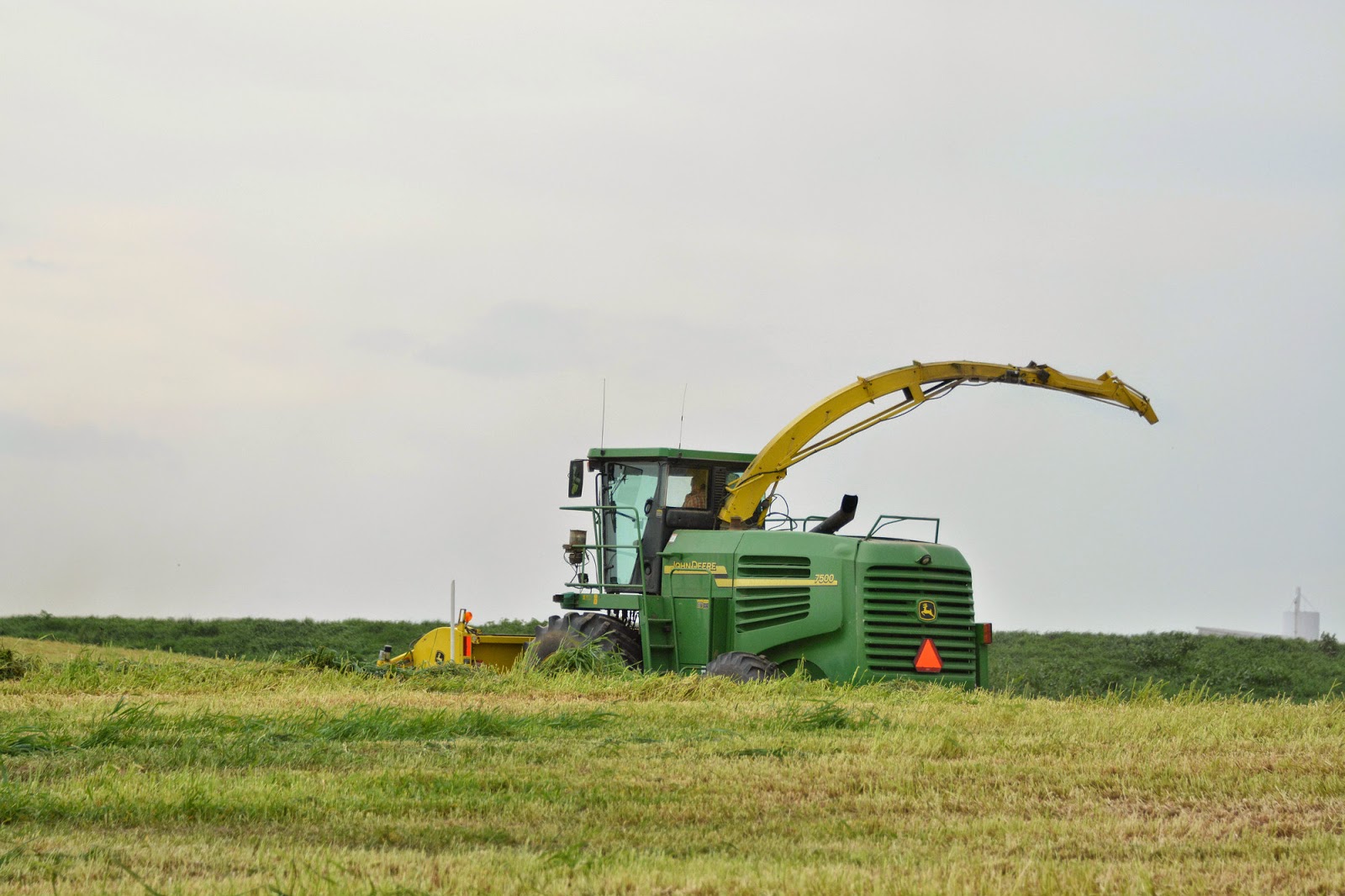 Little House on the Dairy: rye silage