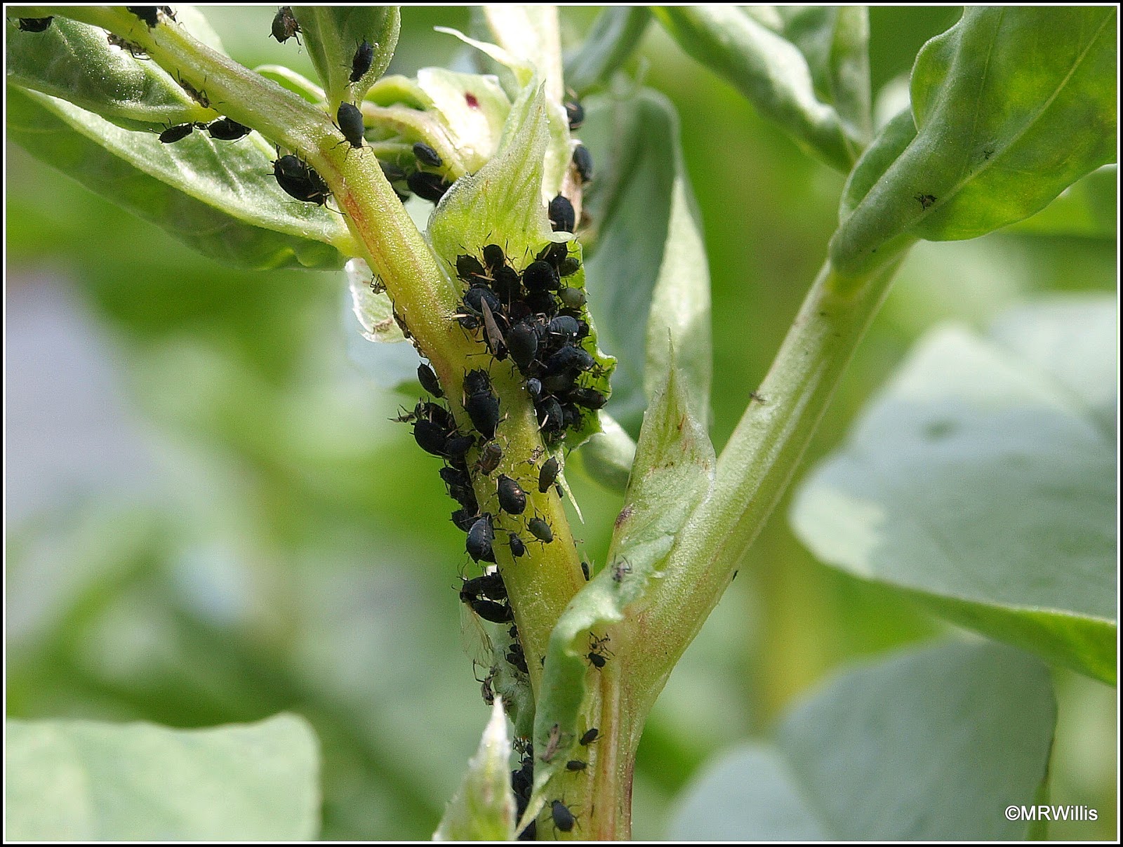 Mark's Veg Plot: Broad Beans: battling the Blackfly