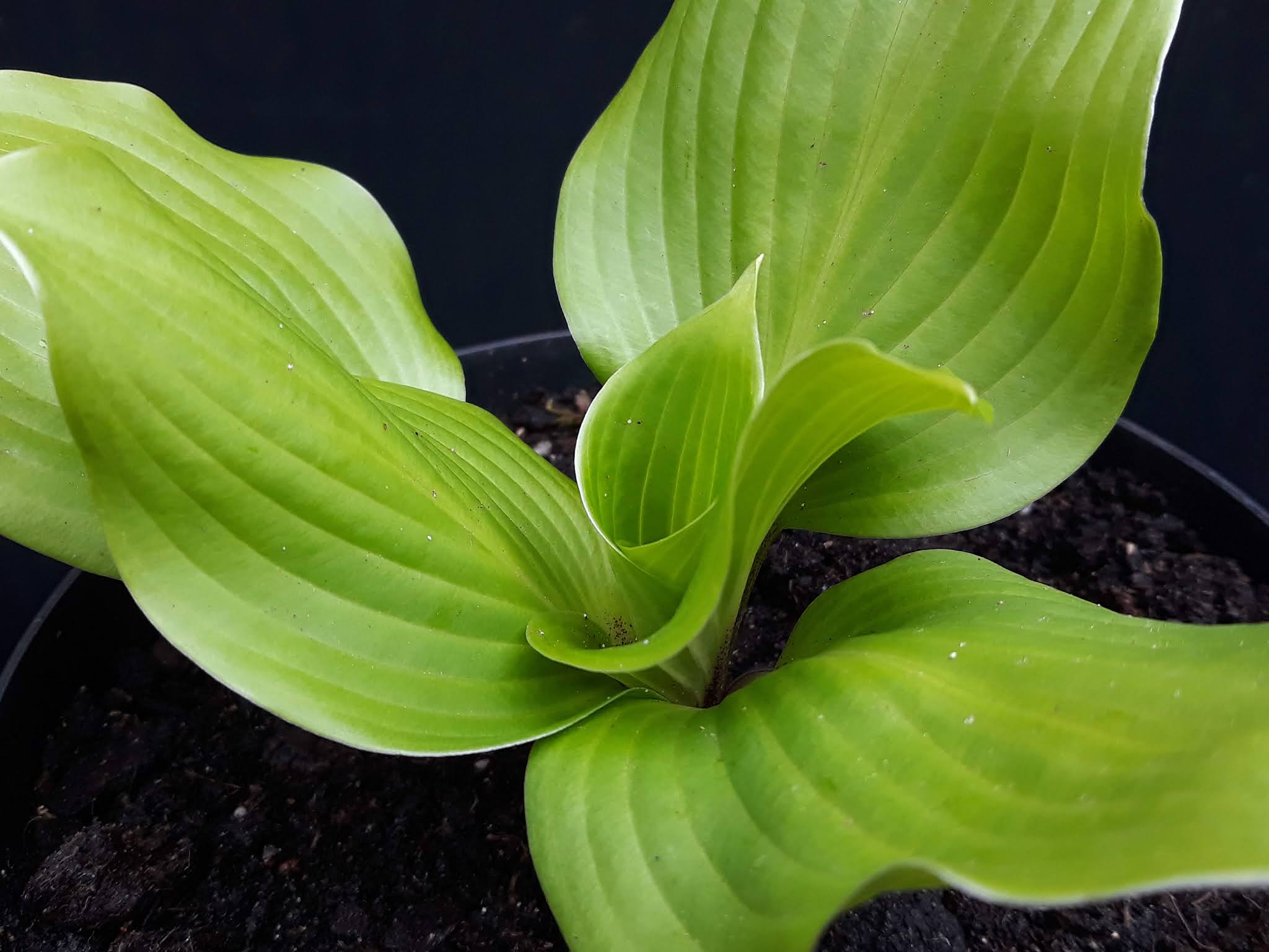 Hosta - Funkie - Meine Funkiensammlung und mein Garten.