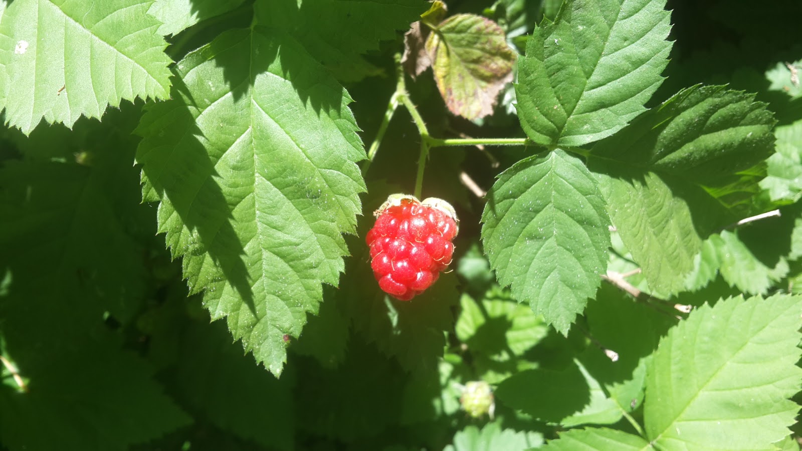 Jacot's Garden: Youngberry/Booysenberry/Blackberry
