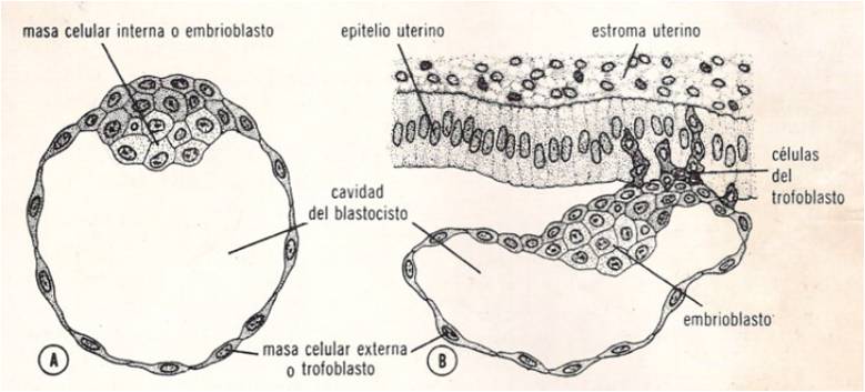 Cimino: Desarrollo Embrionario