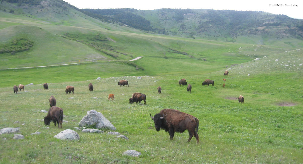 NO 51 .: BISON --HABITAT LOSS | BAHAN AJAR