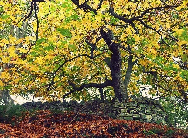 HOW TO GROW A CONKER TREE FROM A CONKER |The Garden of Eaden