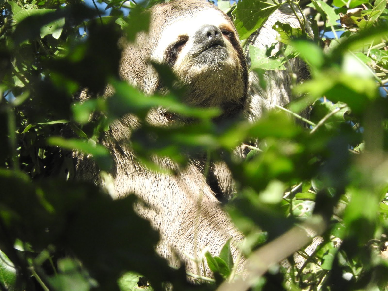 Nick's Adventures Bolivia Tours: SLOTHS OF BOLIVIA AND WHERE TO FIND ...